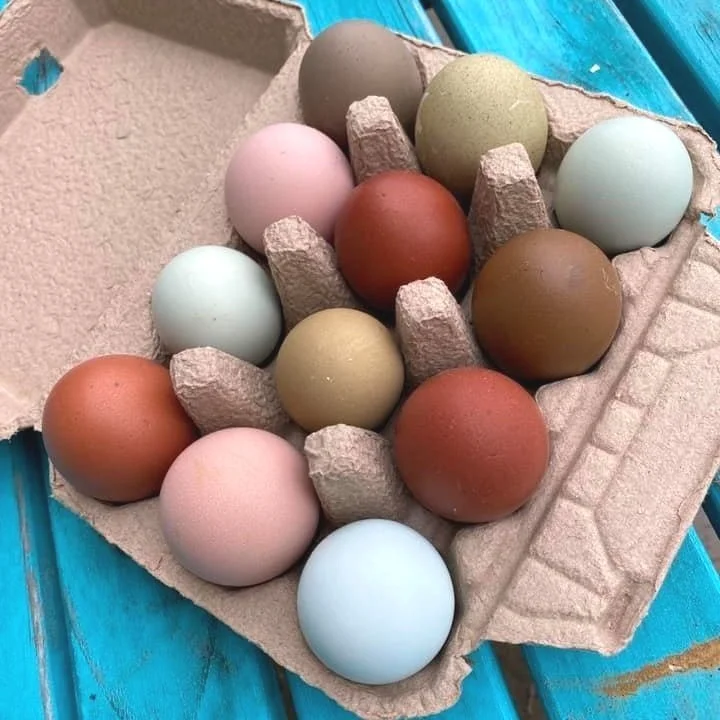 Barnyard Mix Hatching Eggs — Mornin' Glory Farm