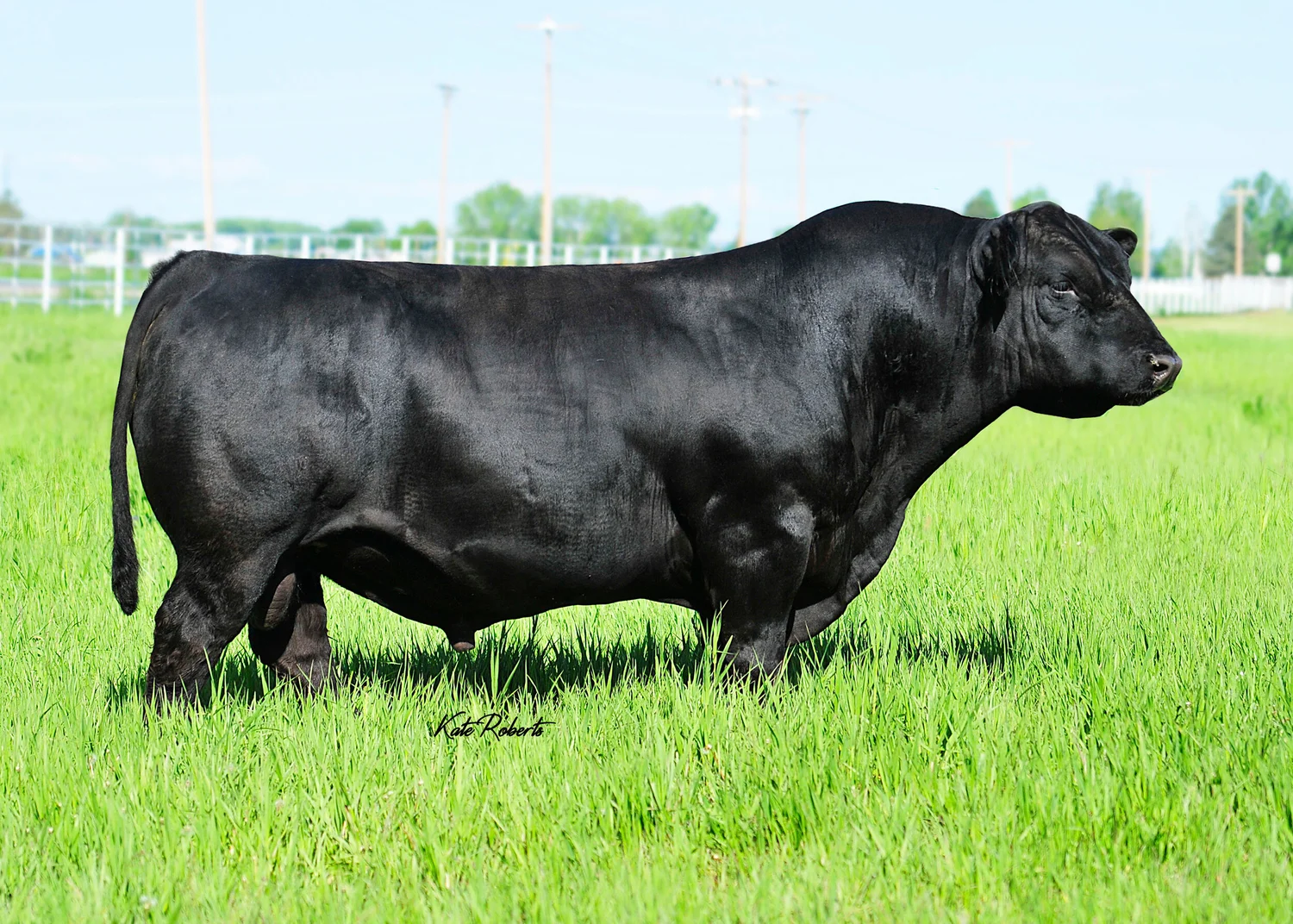 Sires — Diamond D Angus