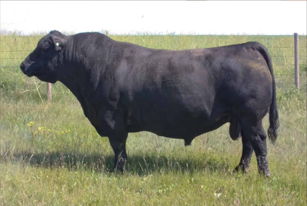 Sires — Diamond D Angus