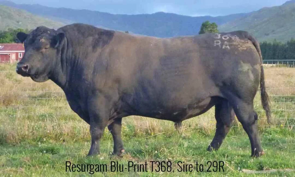 Sires — Diamond D Angus