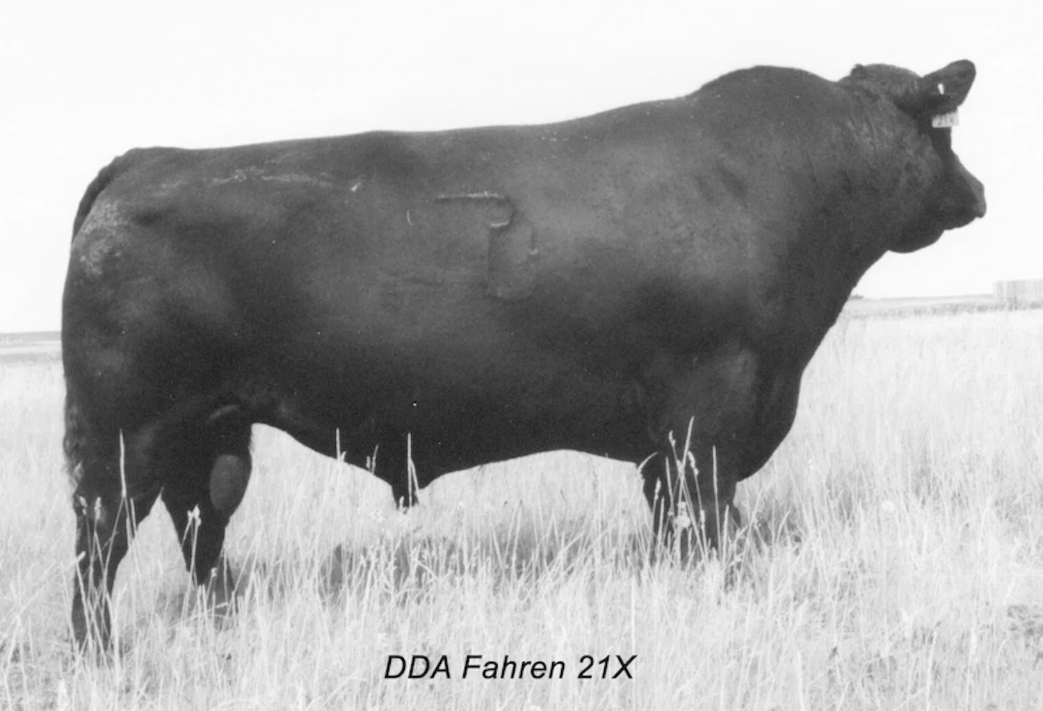 Sires — Diamond D Angus
