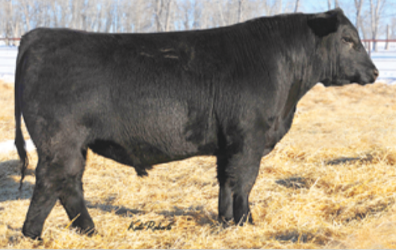 Sires — Diamond D Angus