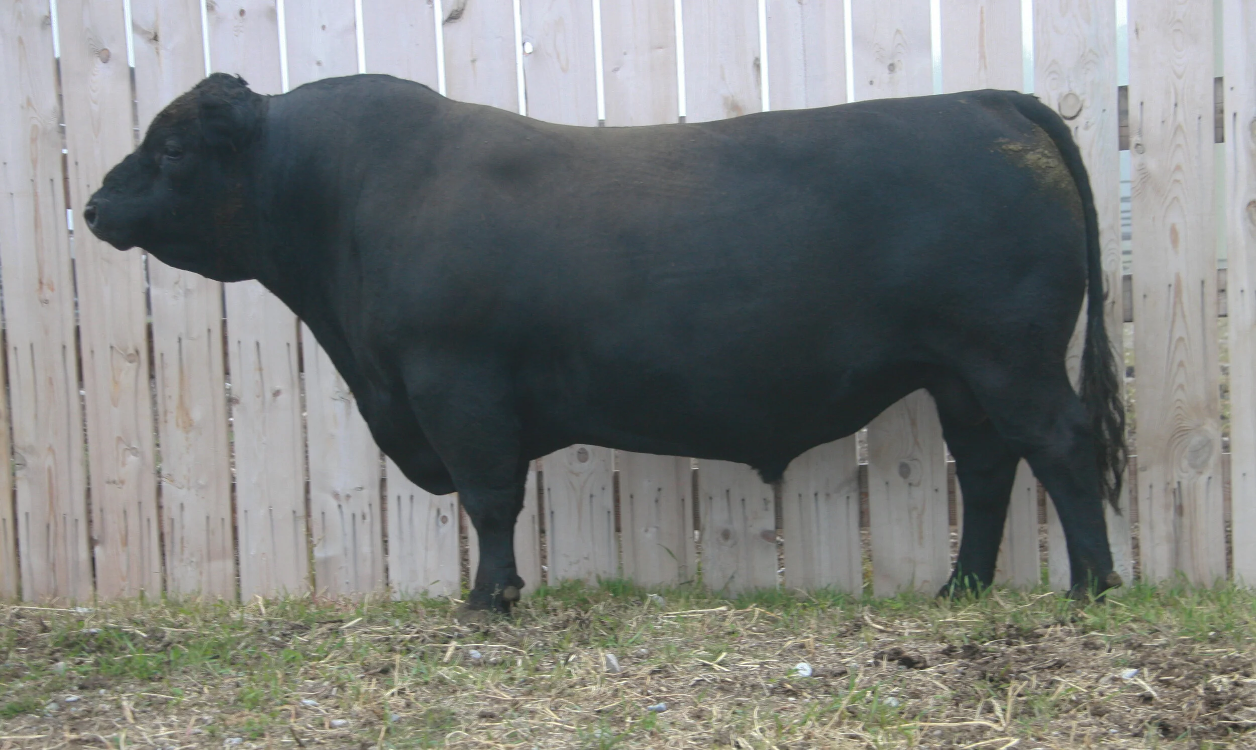 Sires — Diamond D Angus