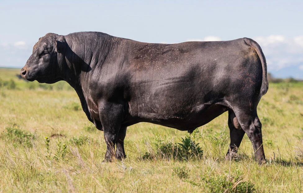 Sires — Diamond D Angus