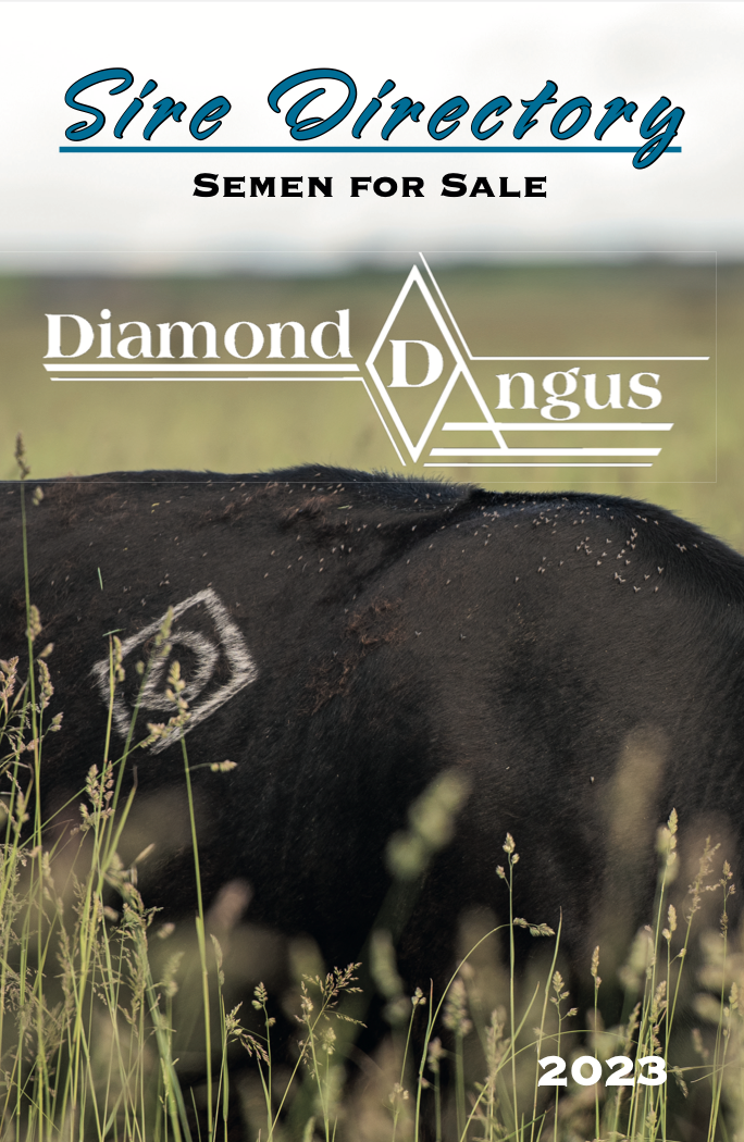 Diamond D Angus