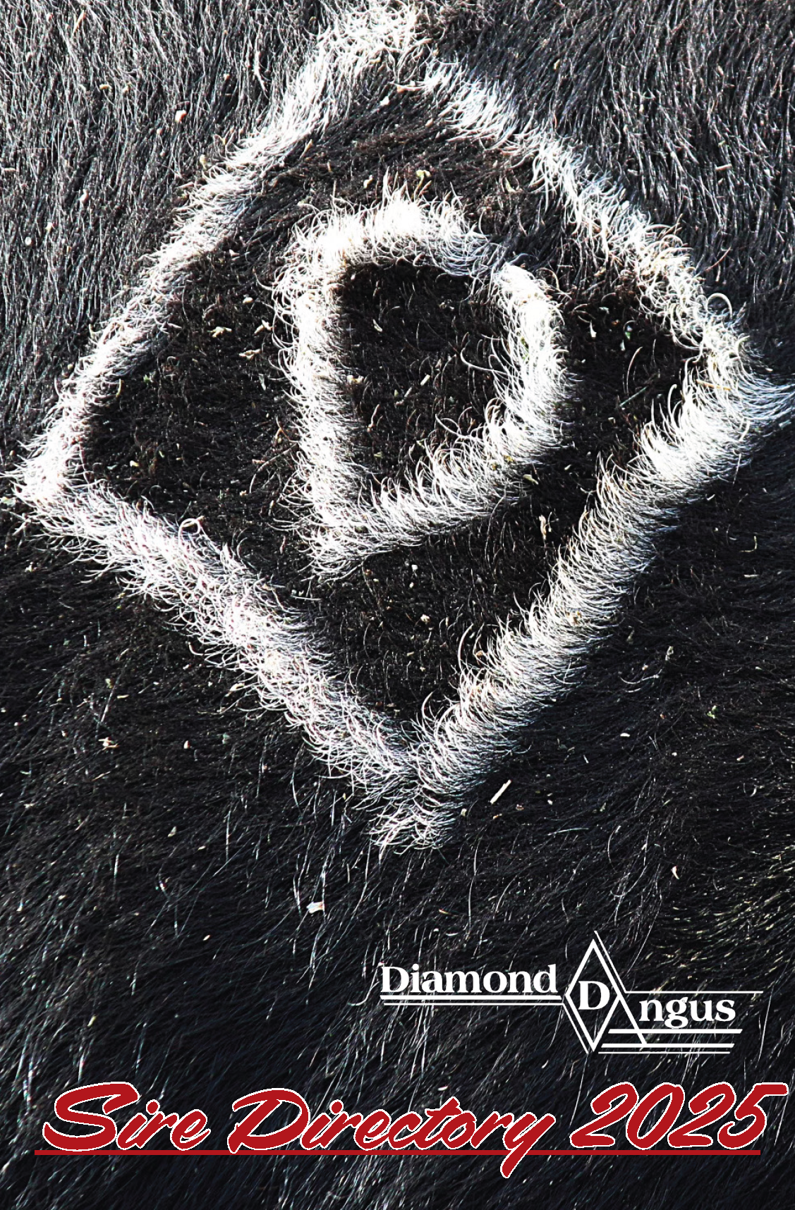Diamond D Angus