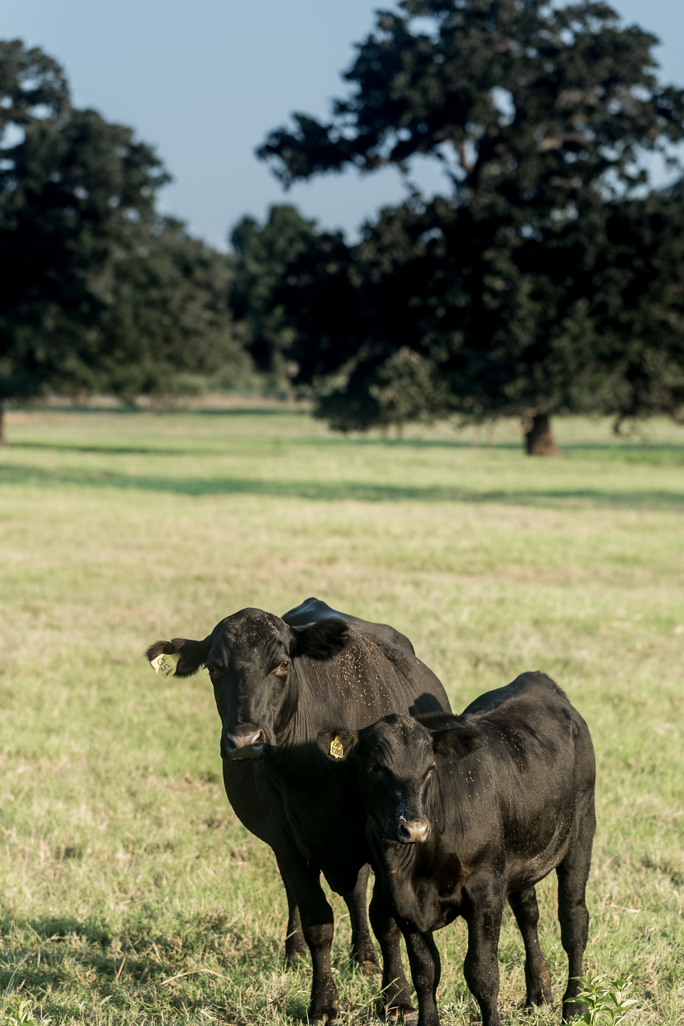 General 2 — JPM Ranch Company