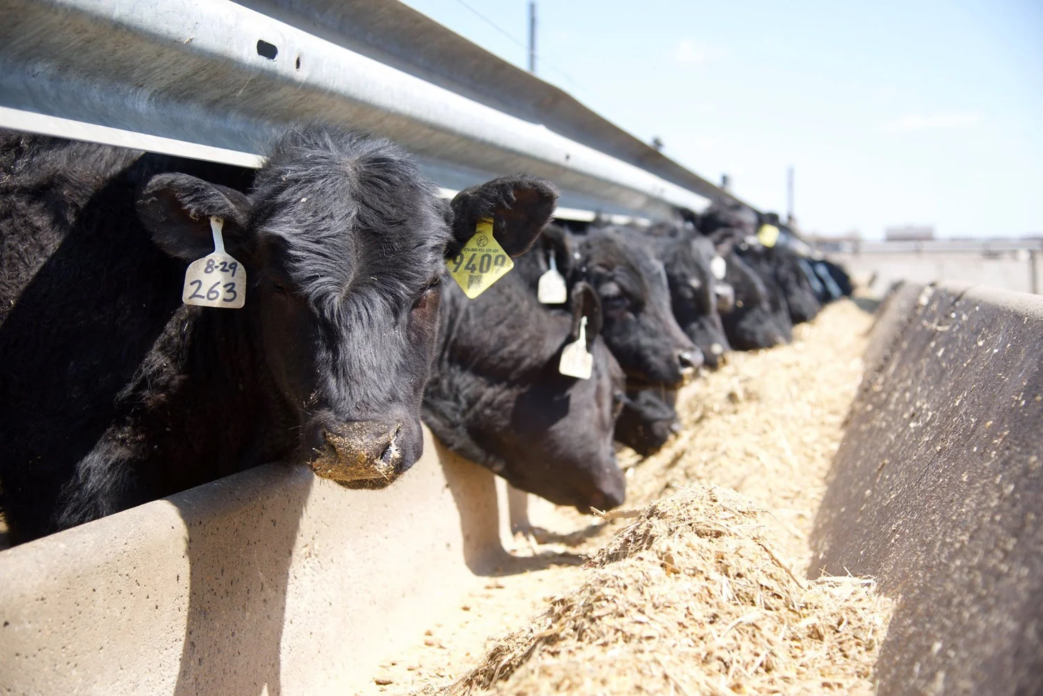 Upper Iowa Beef — OLD STATION CRAFT MEATS