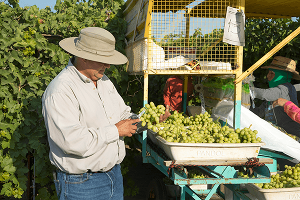 About Pandol Brothers — Pandol