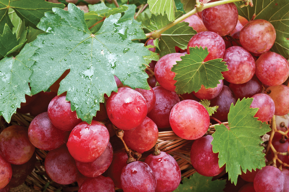 Contact Pandol — Pandol