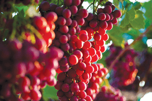 Pandol Grapes — Pandol
