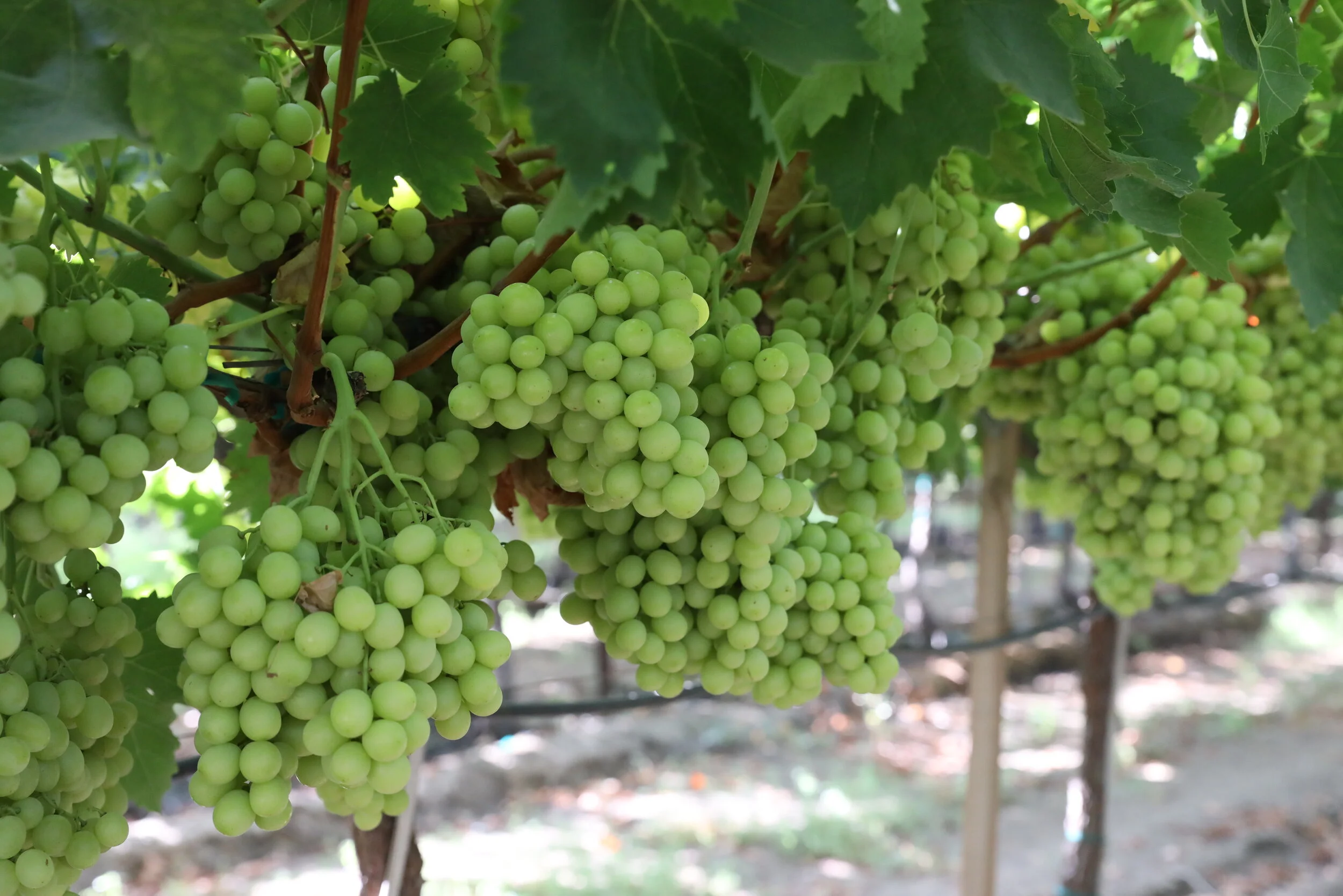 Pandol Retail Trade — Pandol