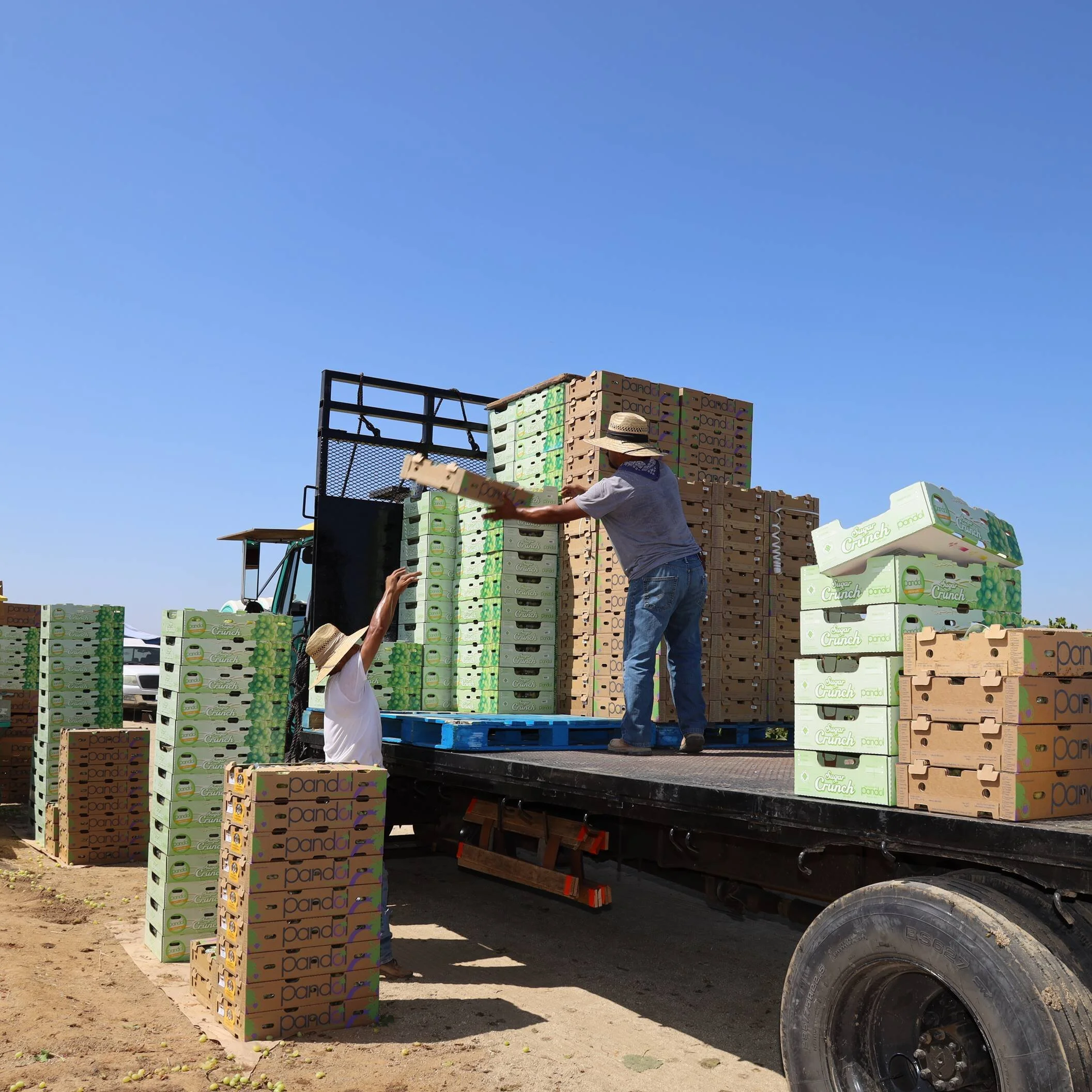 Pandol Exports — Pandol