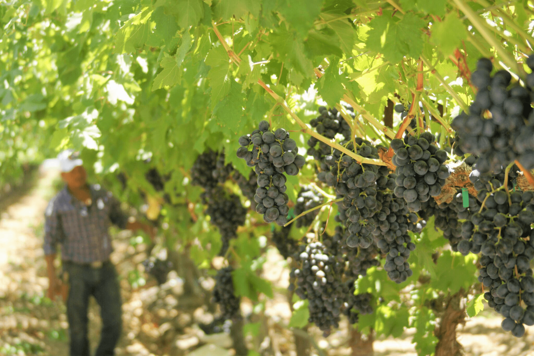 About Pandol Brothers — Pandol