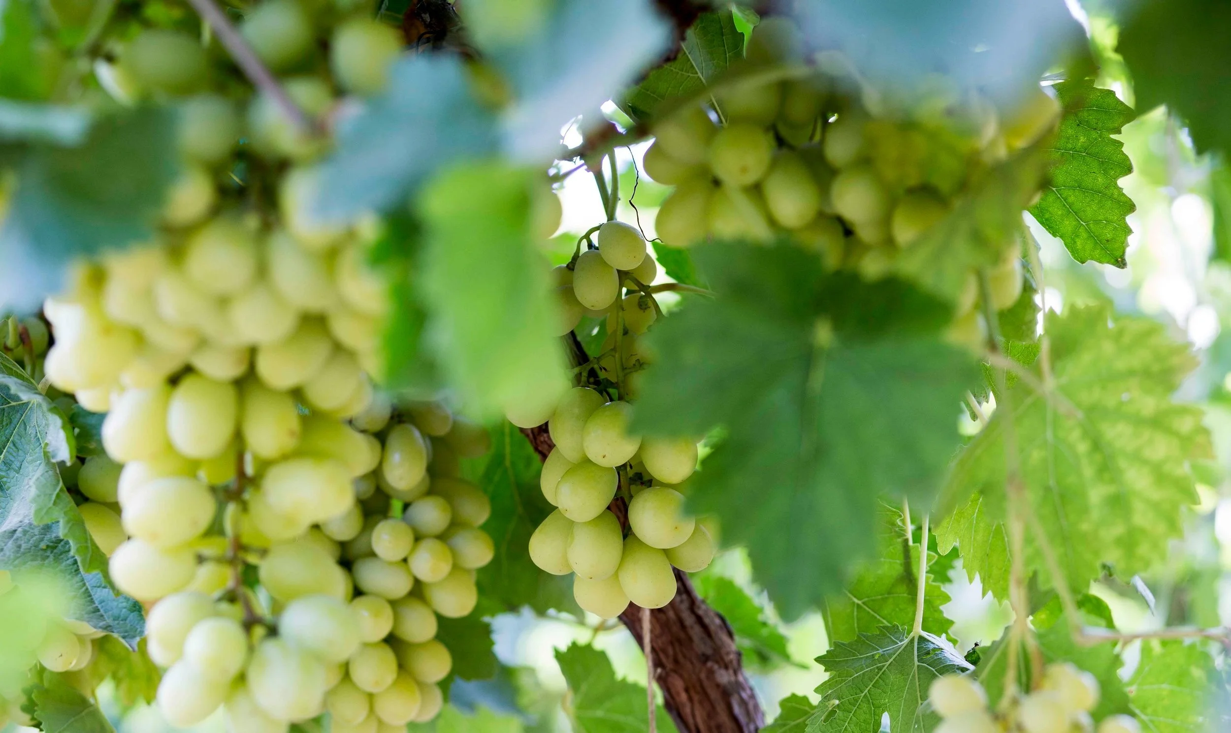 Pandol Grapes — Pandol