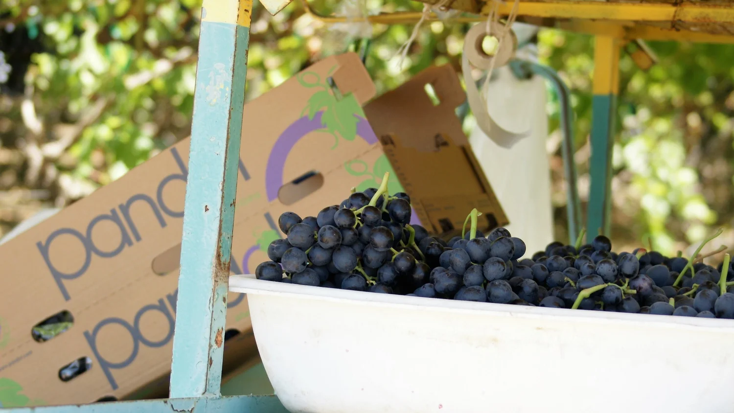 Contact Pandol — Pandol