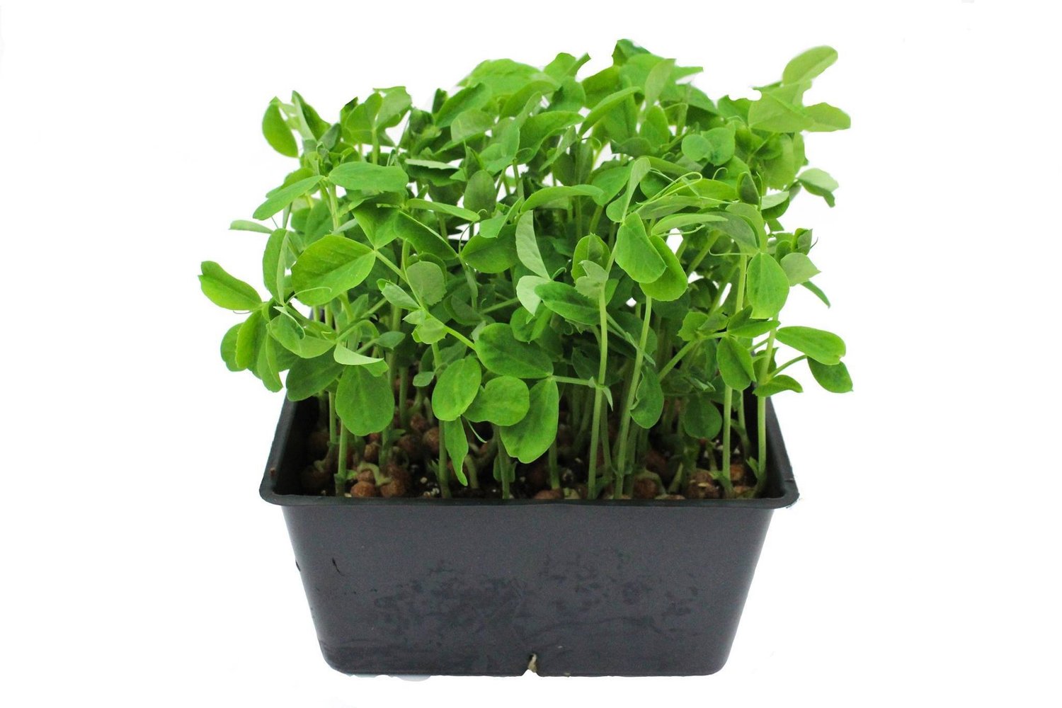 Goodleaf Farms: Cultivating Excellence with Passion, Care, and ...