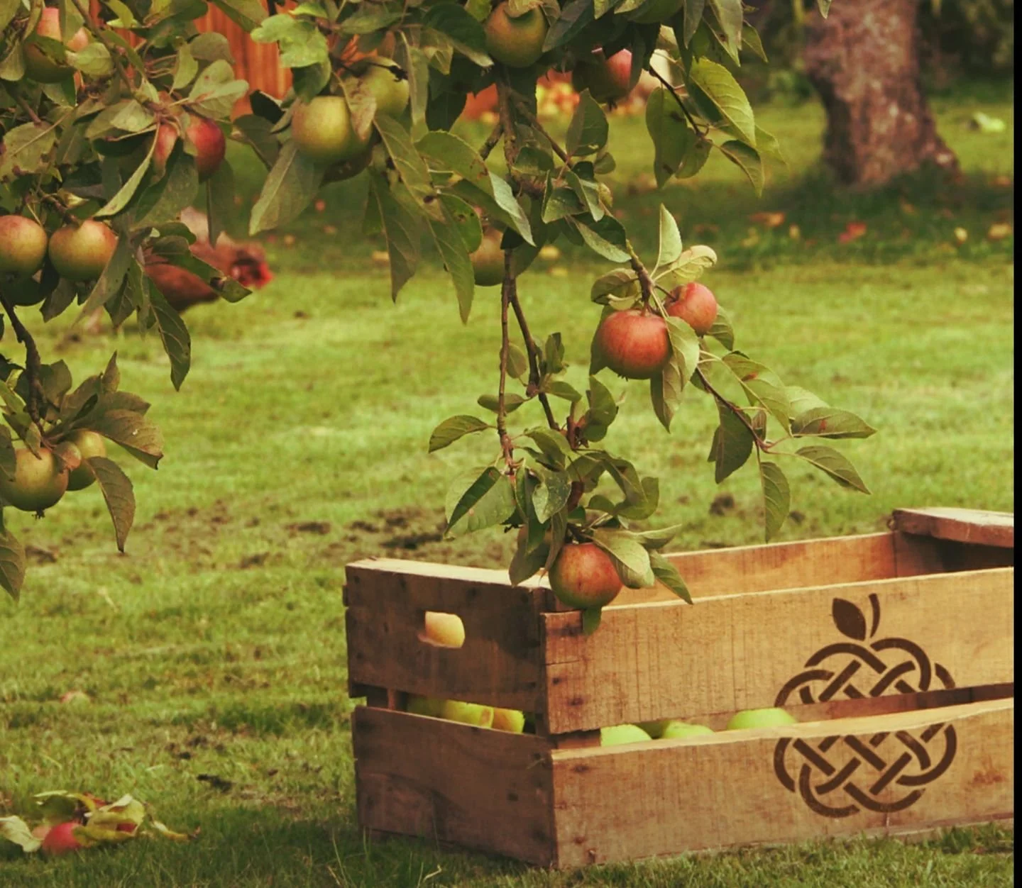 Duntroon Cyder House: An Old-School Cydery with Modern Values ...