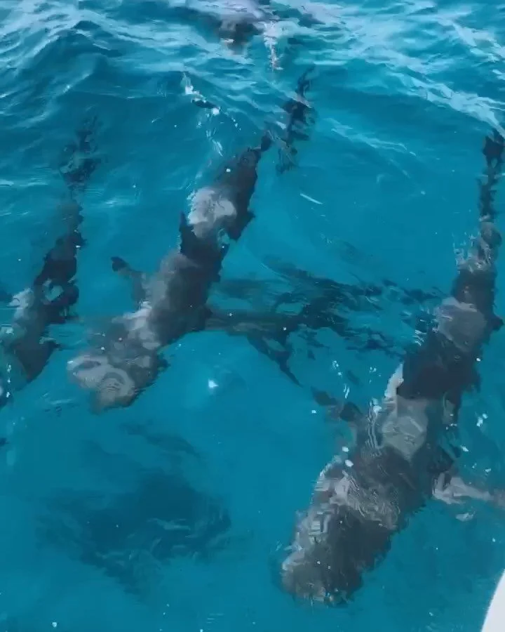 Bahamas Dive Guides | The Best Freediving, Spearfishing & Scuba Diving ...