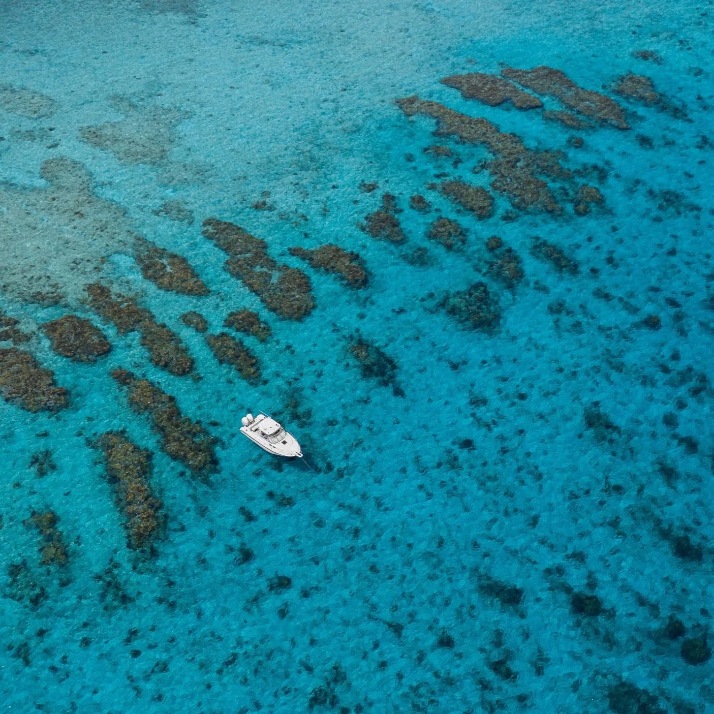 Bahamas Dive Guides | Freediving, Scuba-Diving, Spearfishing in The Bahamas