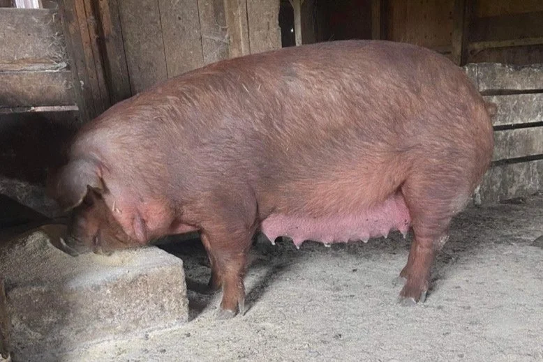 Livestock — McCabe Family Farms