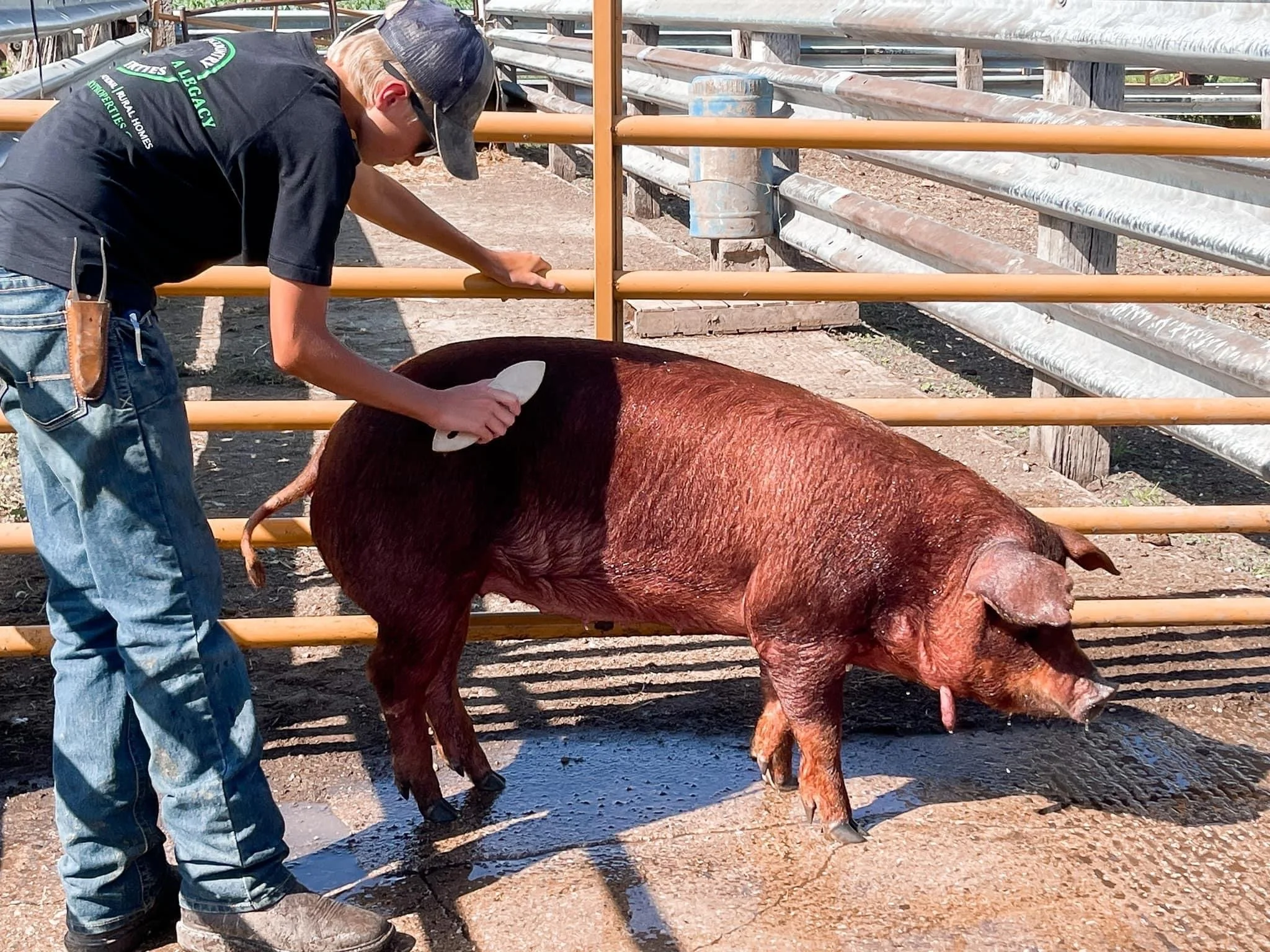 Livestock — McCabe Family Farms