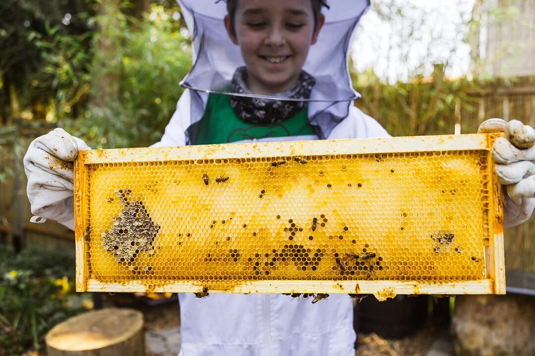 Apiary Tours and Hive Demos | Seattle and Eastside — Iron Bee Apiary