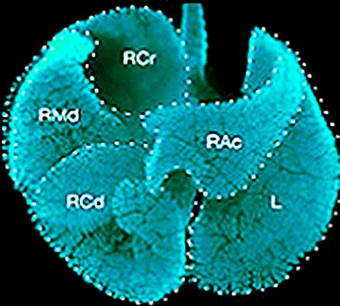 Research — Krasnow Lab
