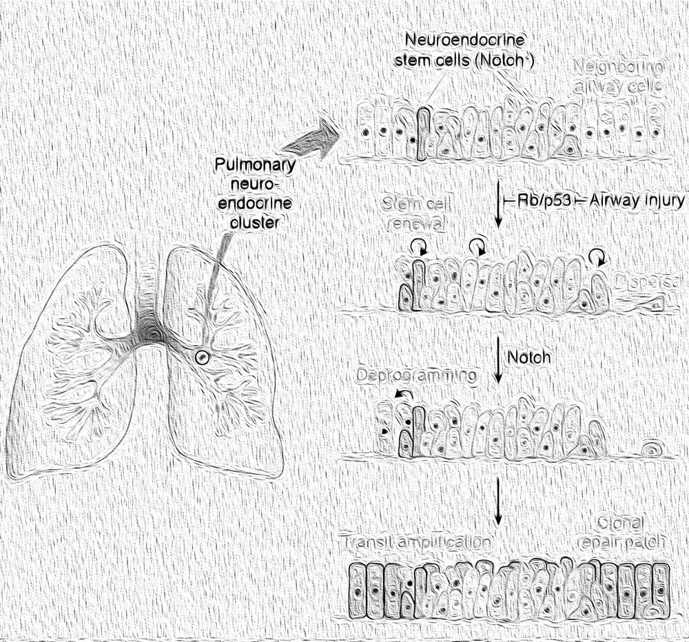 Publications - Gallery — Krasnow Lab