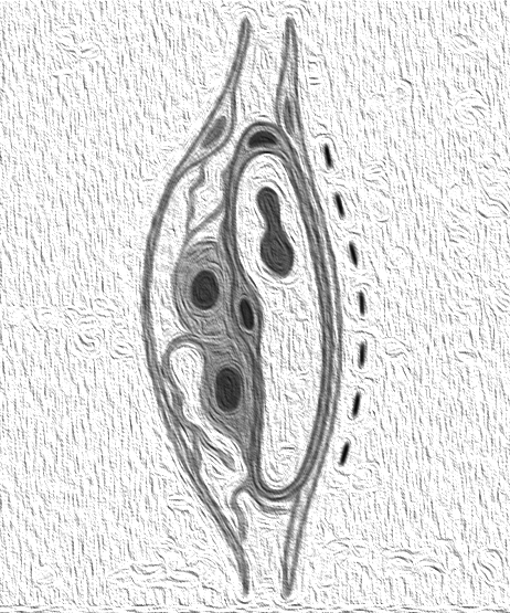 Publications - Gallery — Krasnow Lab