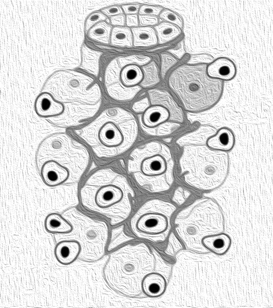 Publications - Gallery — Krasnow Lab