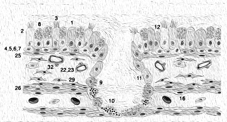 Publications - Gallery — Krasnow Lab