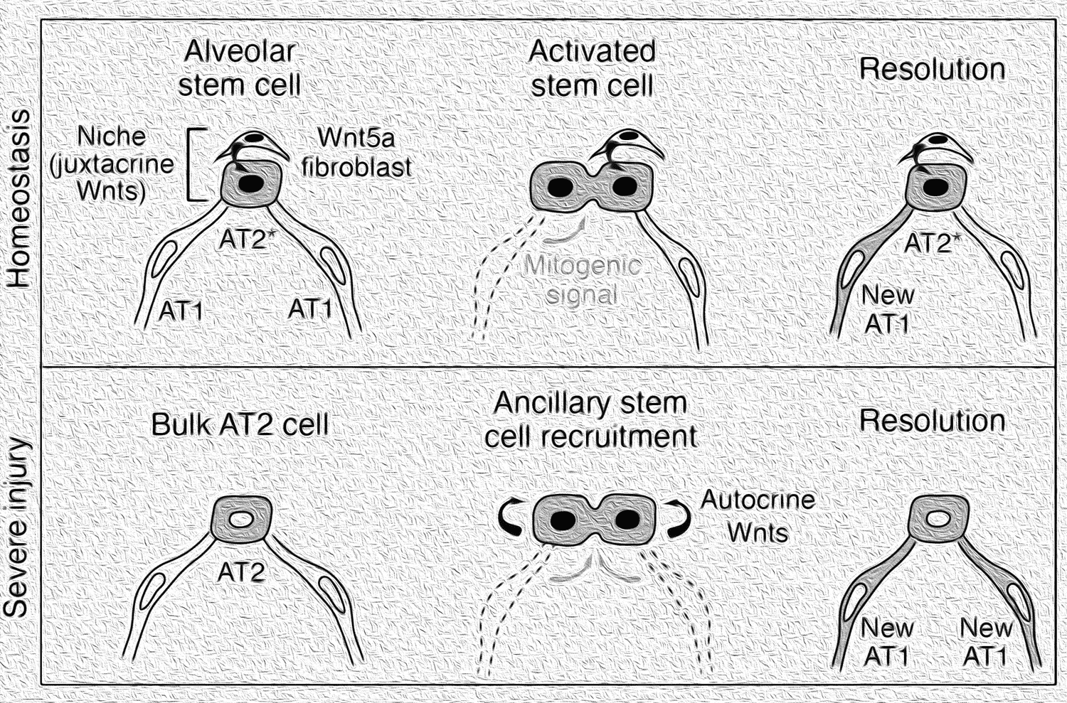 Publications - Gallery — Krasnow Lab