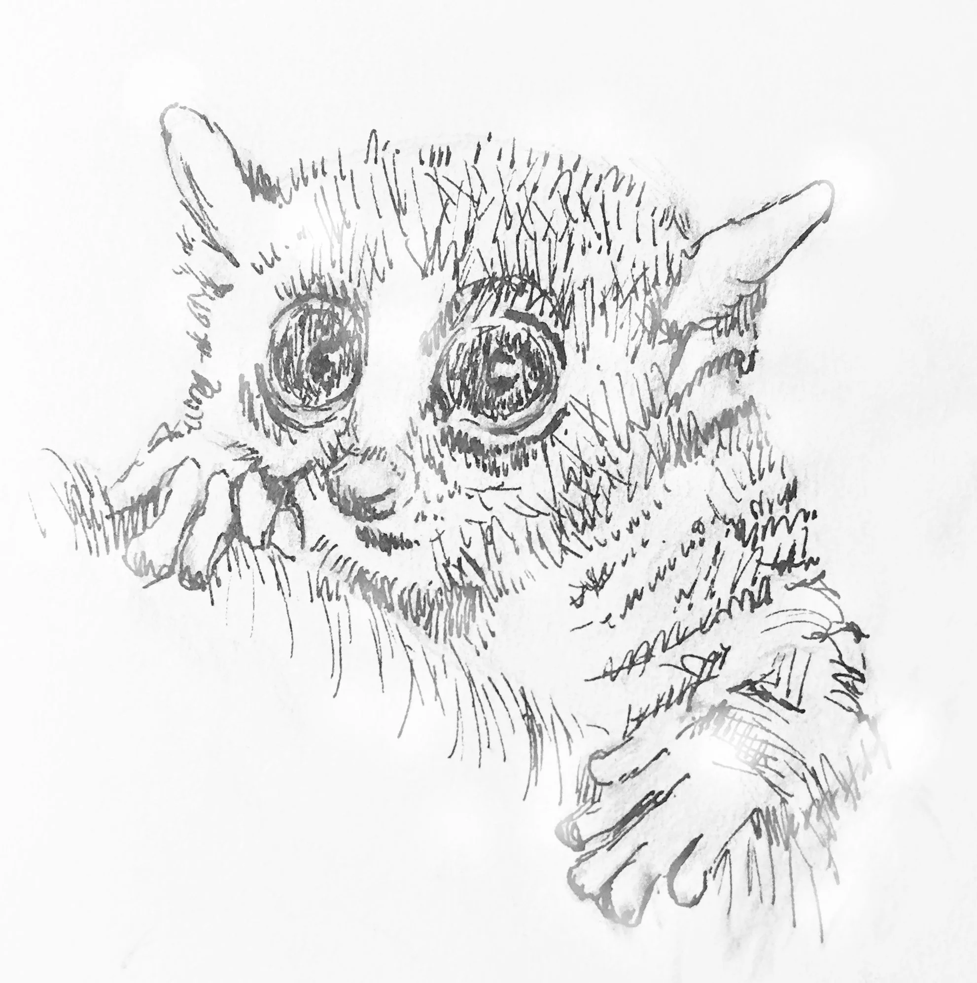 Publications - Gallery — Krasnow Lab