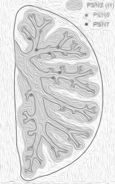 Publications - Gallery — Krasnow Lab