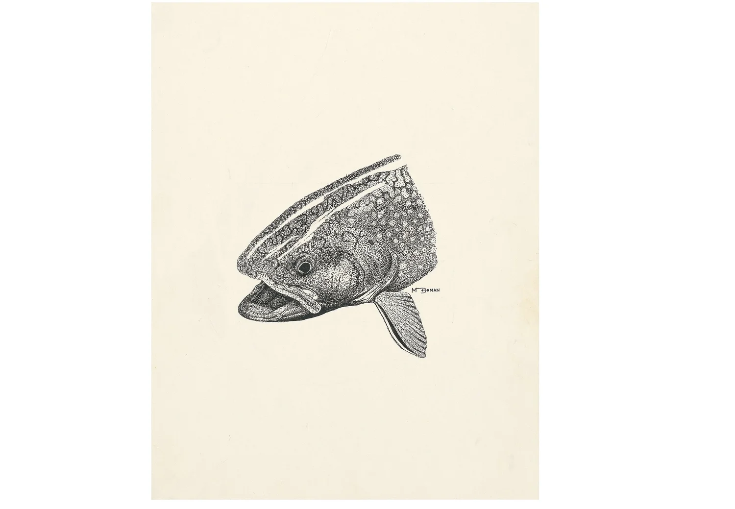 Brook Trout Sketch