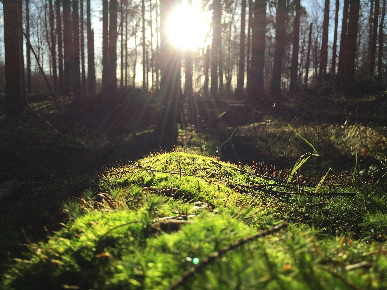 Forest Bathing — Nature As Nurture