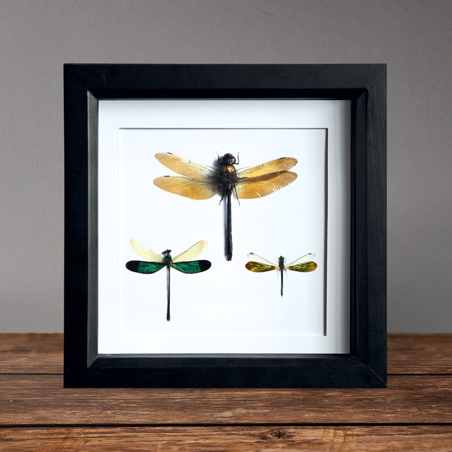 Dragonflies — Real Framed Insects - Butterflies, Beetles, Moths and ...