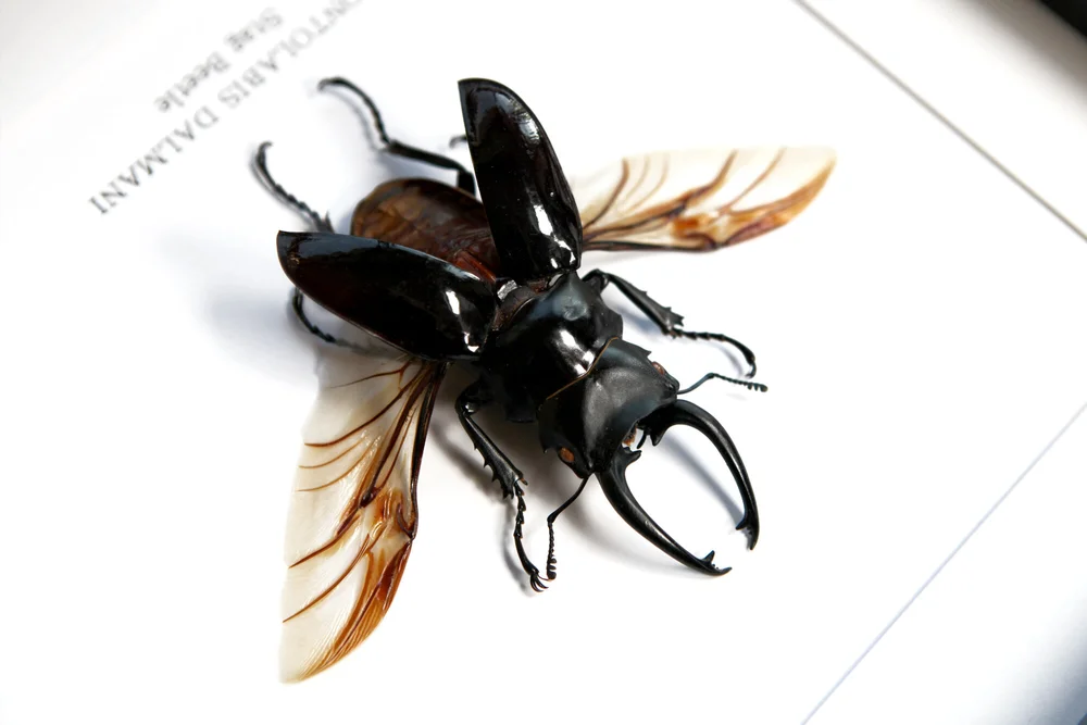 Beetle Collection