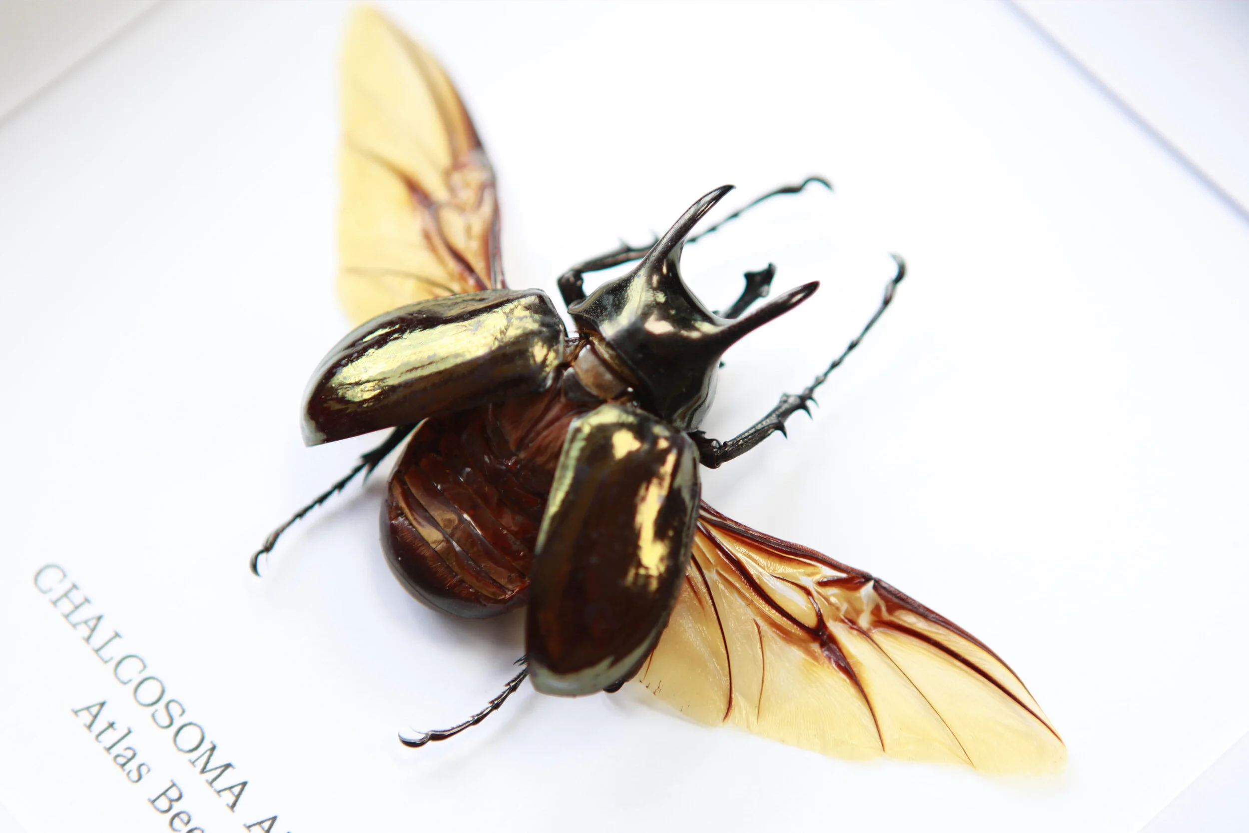 Beetle Collection