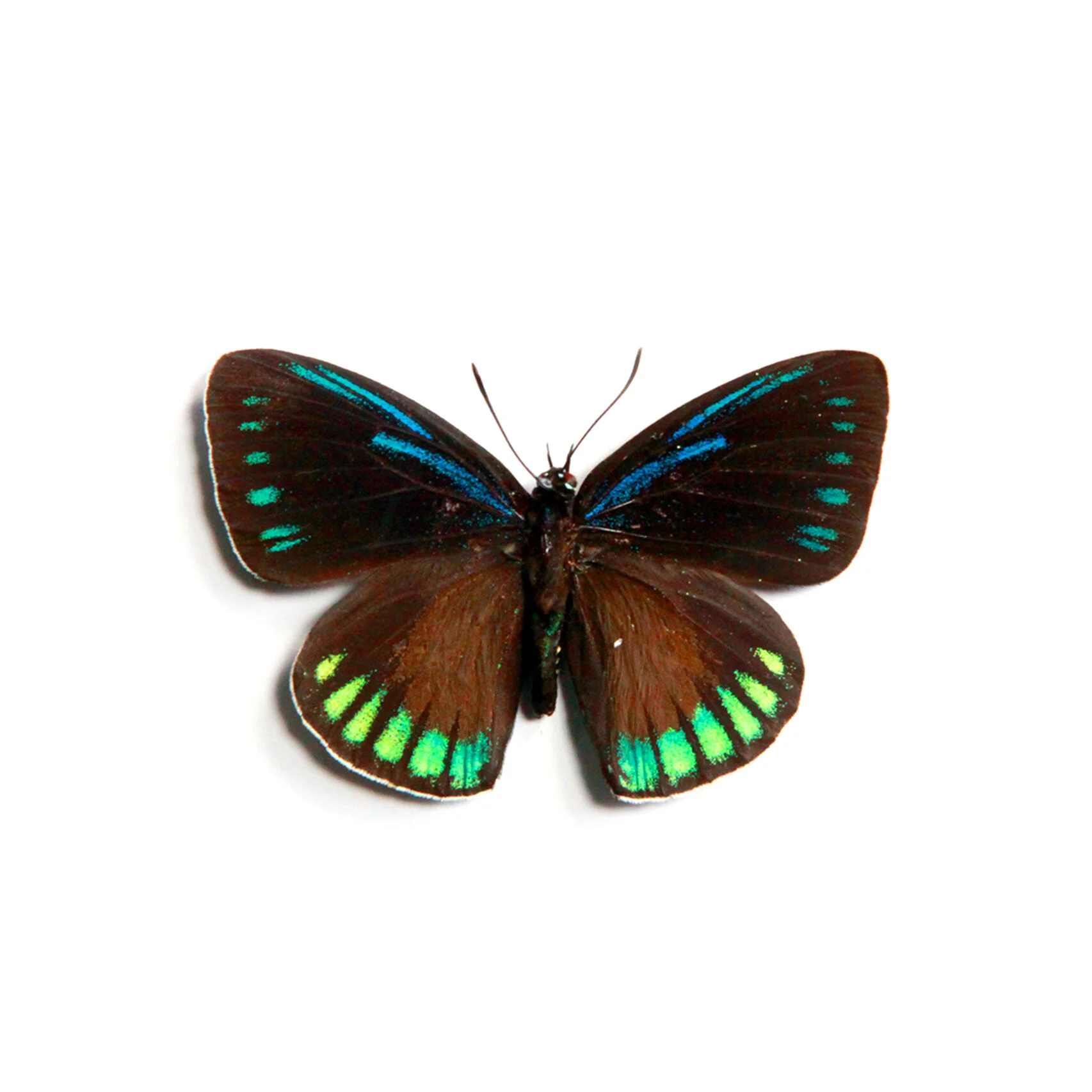 Framed Five-bar Swordtail Butterfly | Graphium Antiphates | The Bug Club