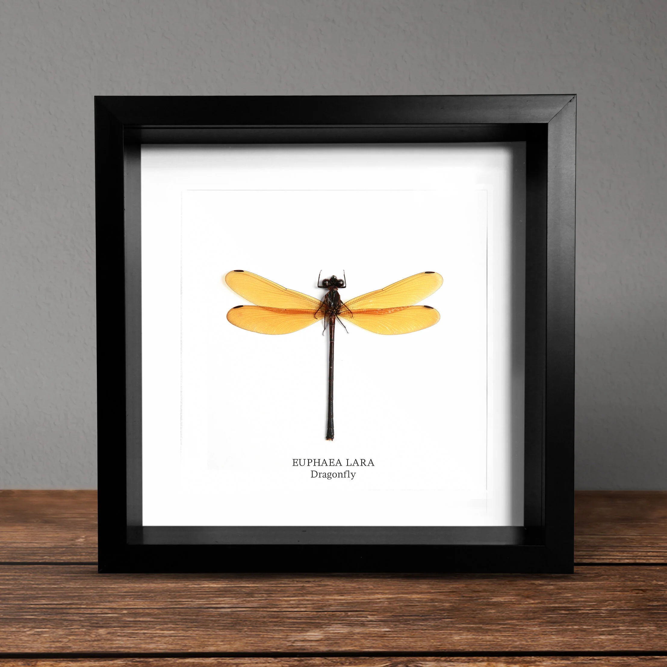 Dragonflies — Real Framed Insects - Butterflies, Beetles, Moths and ...