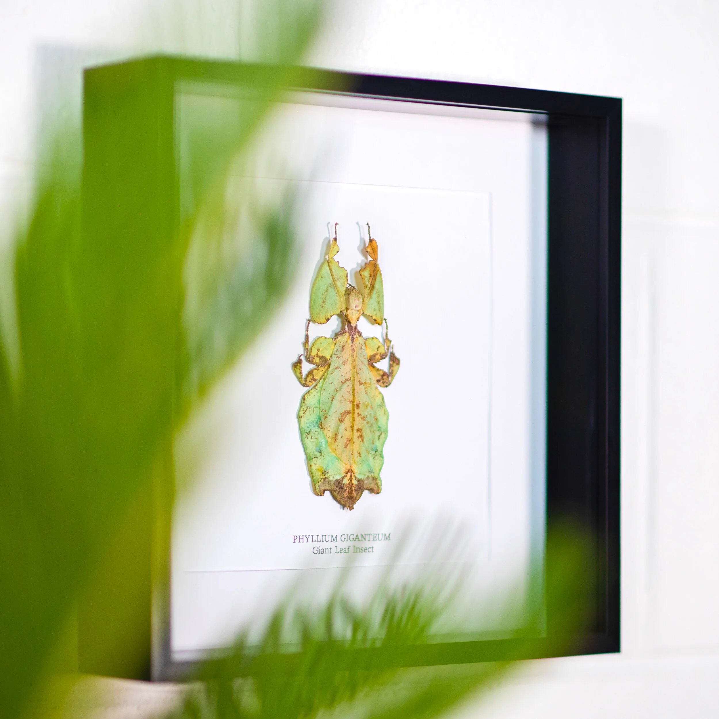 Real Framed Insects - Butterflies, Beetles, Moths and more | The Bug Club