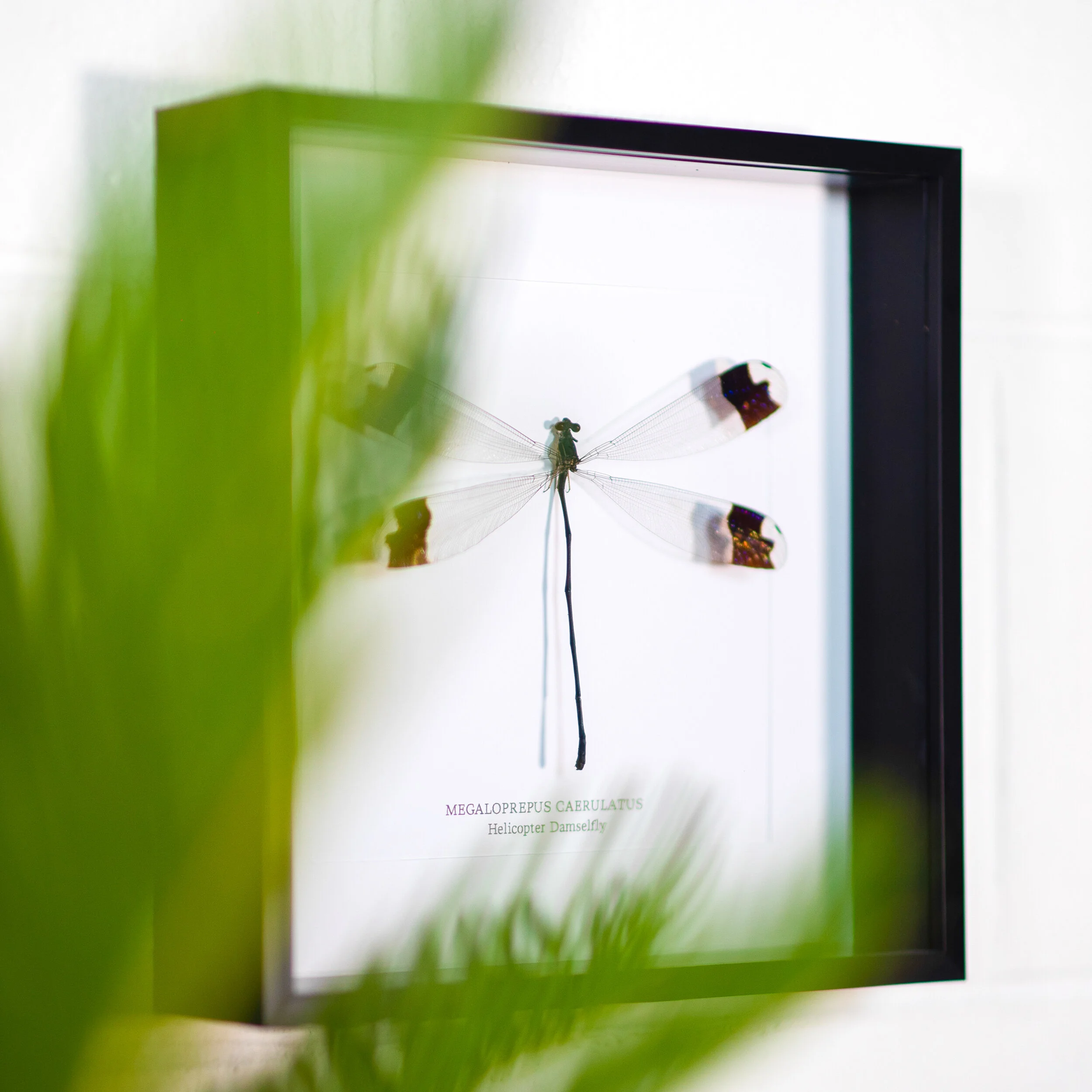 Real Framed Insects - Butterflies, Beetles, Moths and more | The Bug Club