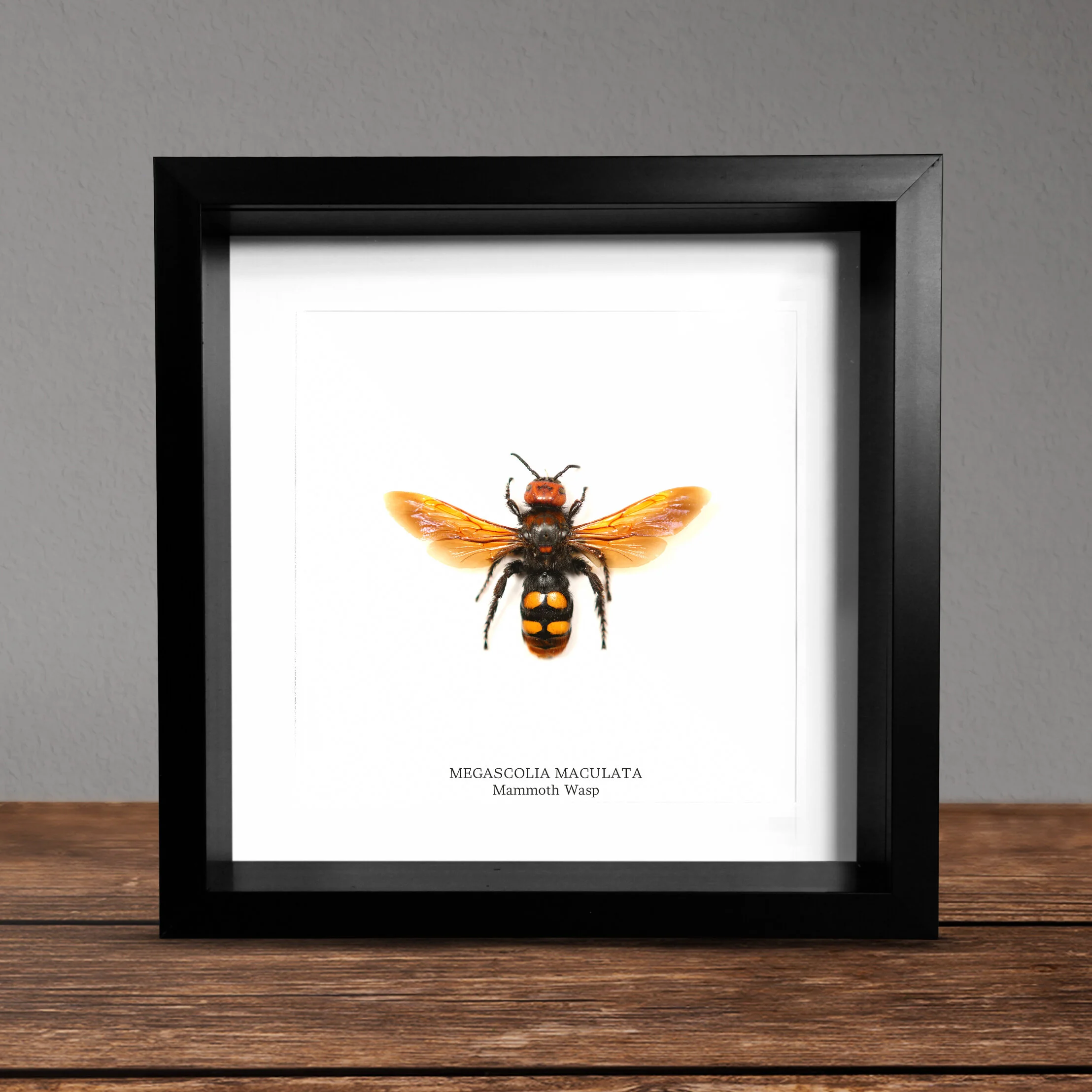 Bees & Wasps — Real Framed Insects - Butterflies, Beetles, Moths and ...