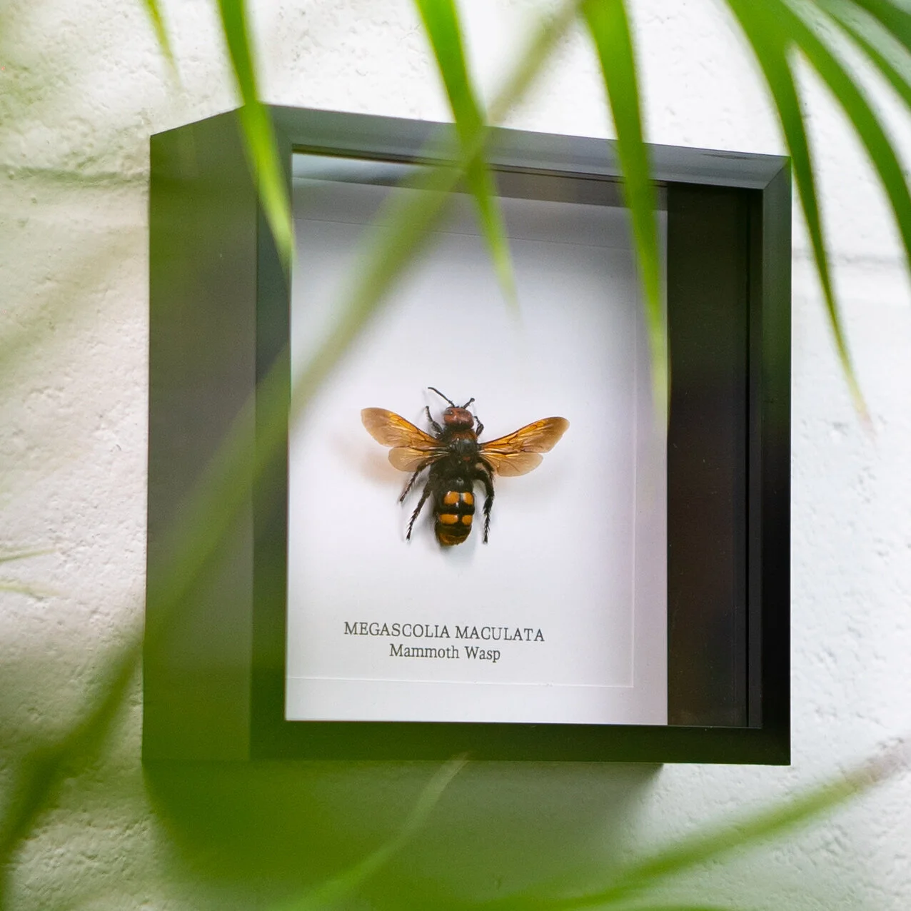 Bees & Wasps — Real Framed Insects - Butterflies, Beetles, Moths and ...