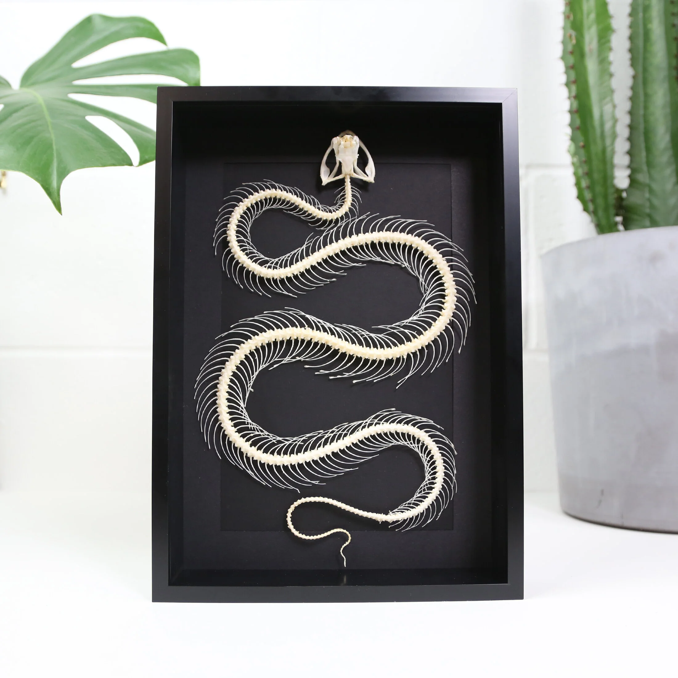 Ethically Sourced Real Animal Skulls | Animal Skulls For Sale