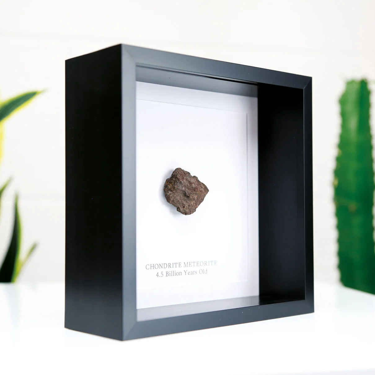 Framed Insects & Fossils For Sale | The Bug Club