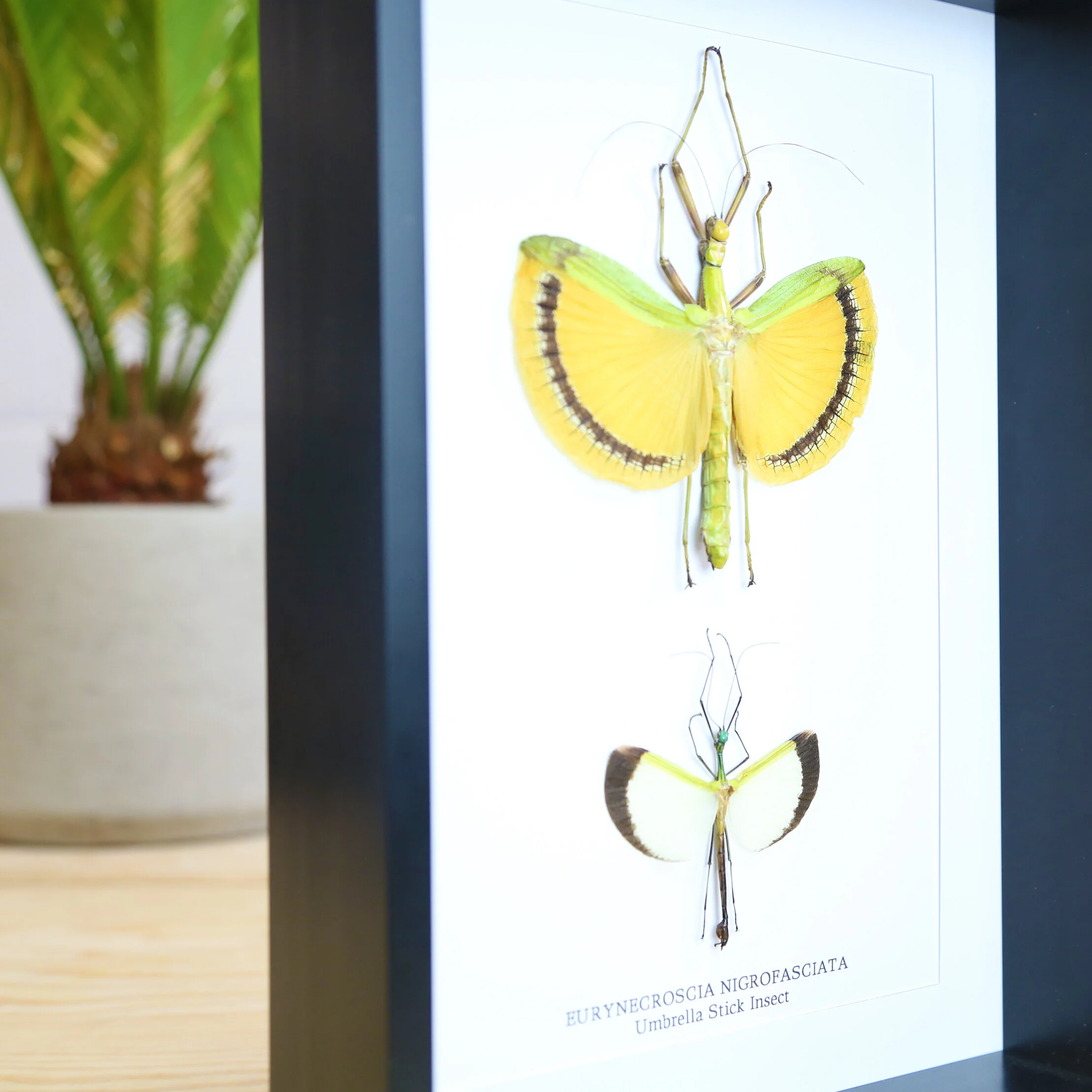 Framed Crowned Stick Insect | Onchestus Rentzi | The Bug Club