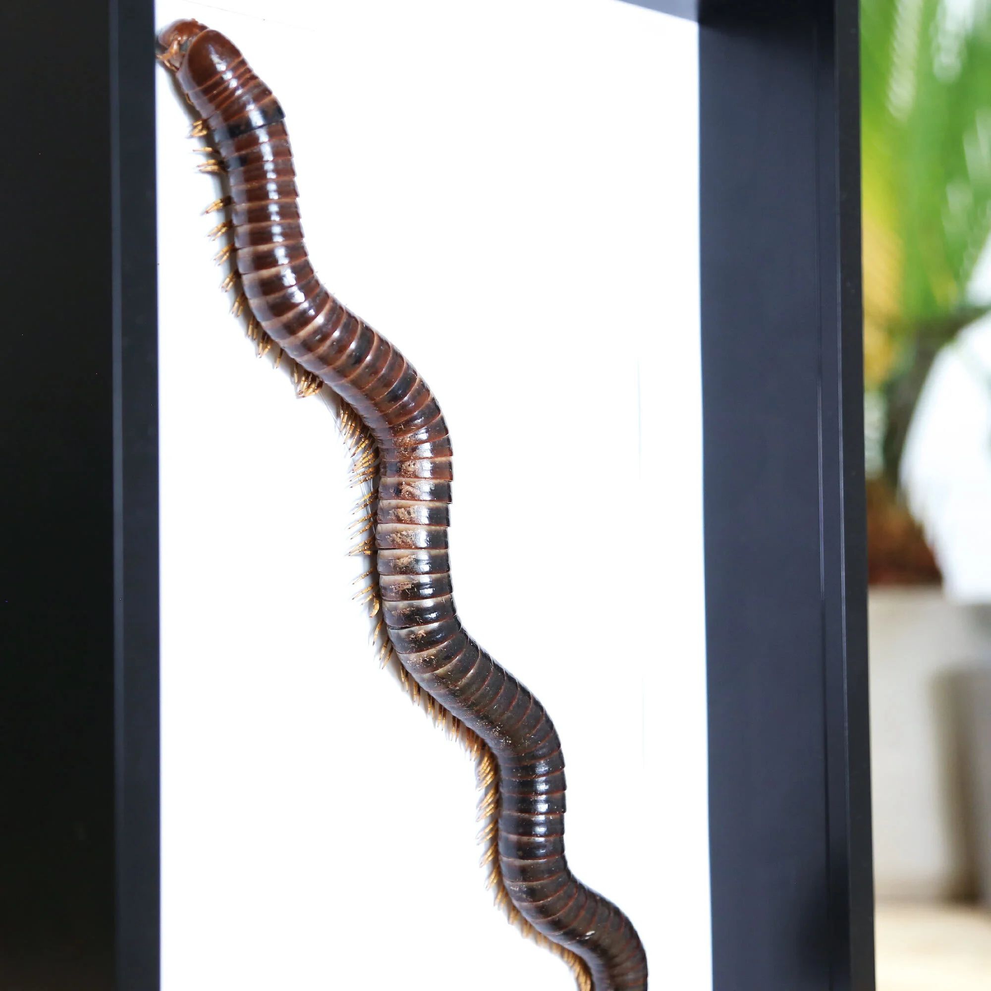 Framed Elvis Man Faced Bug | Catacanthus Incarnatus | The Bug Club